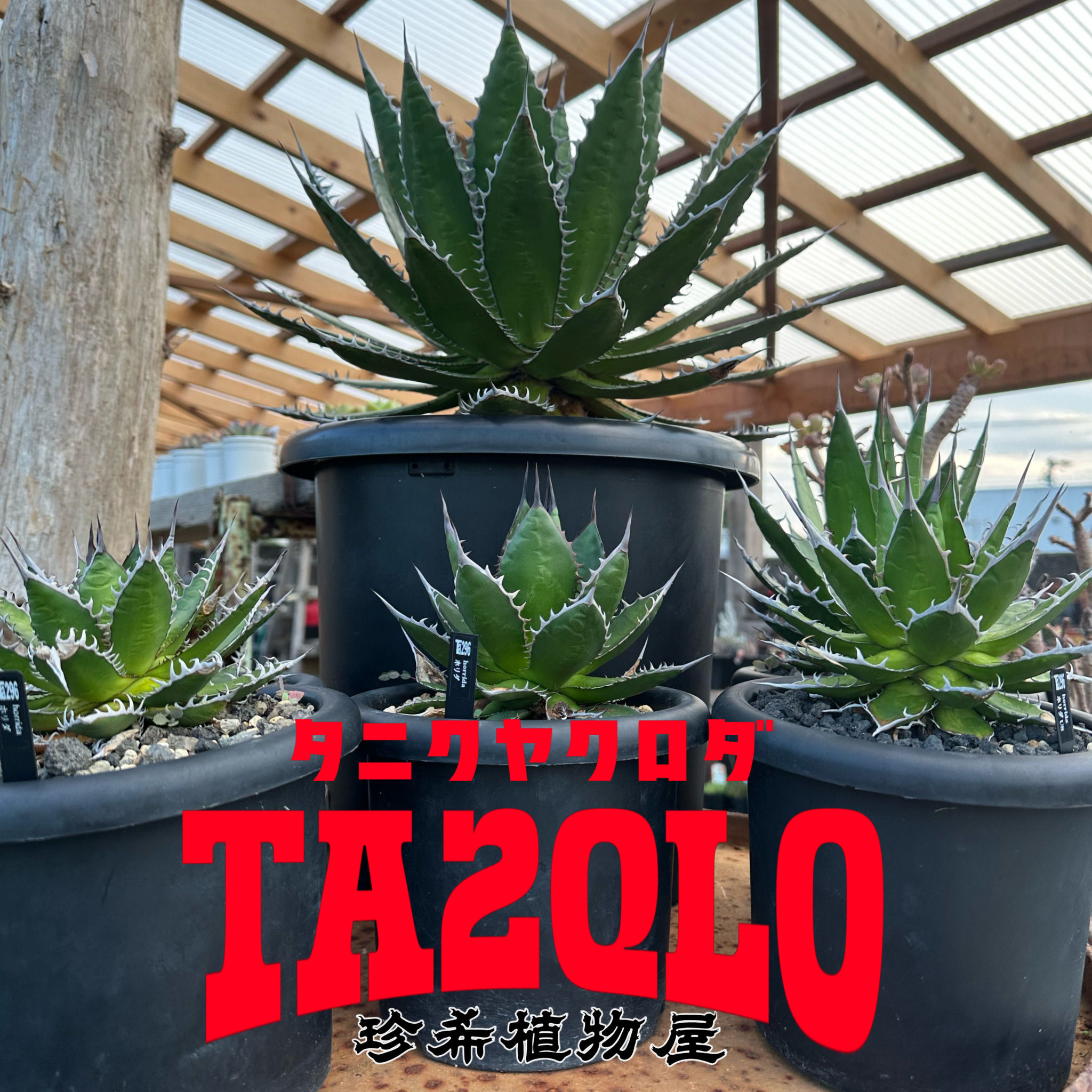 MARCHE | ATSUMI HANTONE OUTDOOR & CULTURE